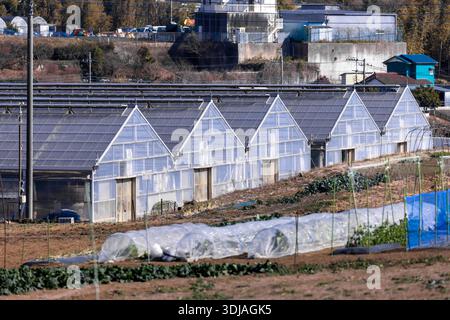 Greenhouses inside an agricultural area in Yokohama, Kanagawa ...