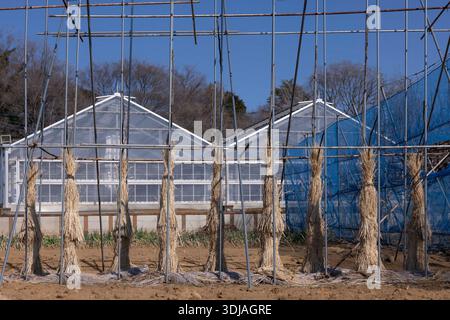 Greenhouses inside an agricultural area in Yokohama, Kanagawa ...