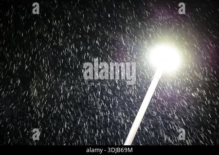 26 January 2026, North Rhine-Westphalia, Dortmund: Rough-haired dwarf ...