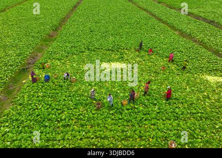 CHONGQING, CHINA - JANUARY 25, 2026 - Villagers are harvesting green ...