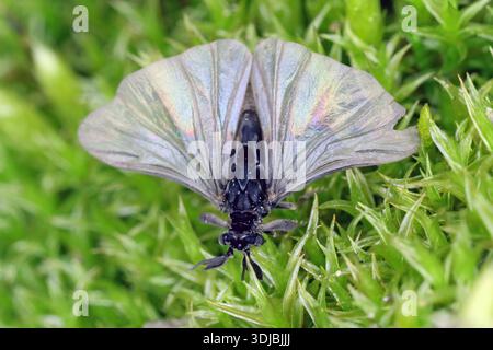 Twisted-wing insect, Strepsipter. Stylops genus. Obligately ...
