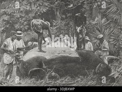Africa. Cutting up an elephant. Niger territories. Photogravure from a ...