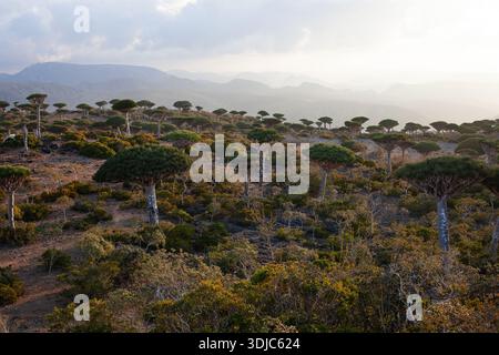 Dragon Blood Trees in the Fermhin Forest of Socotra Stock Photo - Alamy