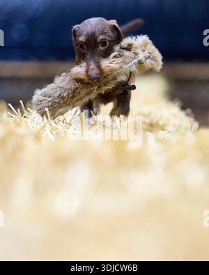 26 January 2026, North Rhine-Westphalia, Dortmund: A target in the ...