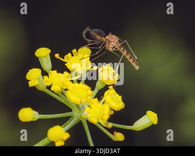 Male common house mosquito (Culex pipiens) showing head with antennae ...