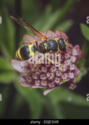 European tube wasp (Ancistrocerus gazella Stock Photo - Alamy