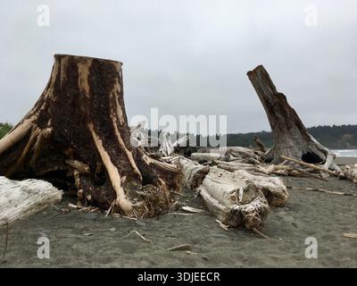Boneyard for amazing driftwood at First Beach, La Push, Quileute ...