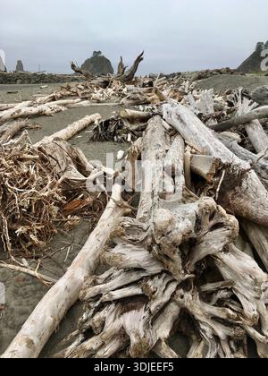 Boneyard for amazing driftwood at First Beach, La Push, Quileute ...