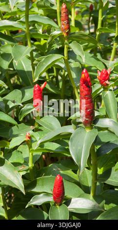 Costus woodsonii (Red Button Ginger, Costa Rica, dwarf cone ginger ...
