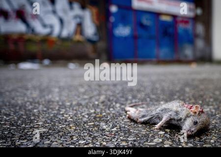 ROTTERDAM - A rat on the street in Rotterdam ROBIN UTRECHT /ANP ...