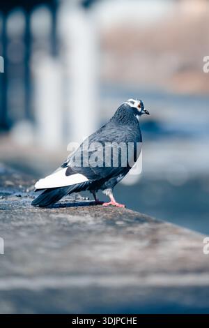 Invasive rock pigeon (Columba livia) flying past a line of trees Stock ...