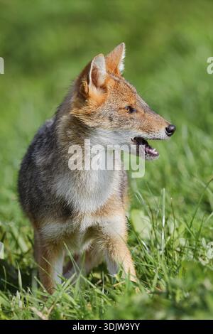 cub of Golden Jackal (Canis aureus), also called the Asiatic, Oriental ...