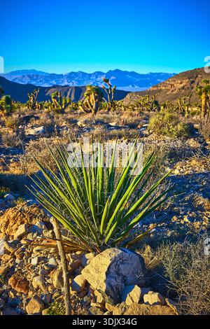 Yucca Tree in a Rocky Desert in New Mexico Stock Photo - Alamy