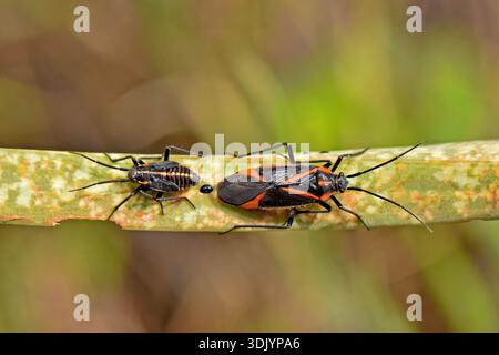 Mediterranean red bug (Scantius aegyptius Stock Photo - Alamy