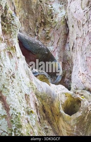 Kaka (Nestor meridionalis), Ulva Island, New Zealand Stock Photo - Alamy