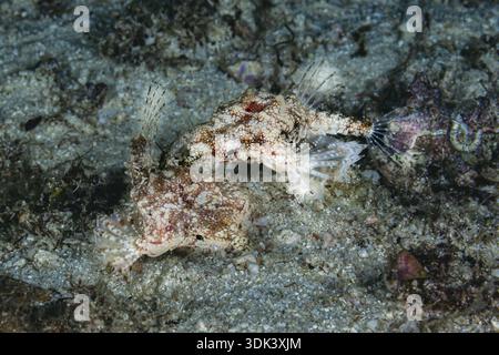Dwarf winged horsefish (Eurypegasus draconis Stock Photo - Alamy