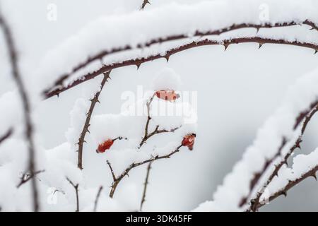 29 January 2026, Baden-Württemberg, Rottweil: A kestrel clings to a ...
