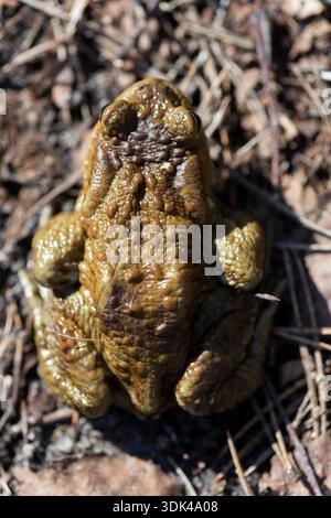 the ground toad closeup on white background Stock Photo - Alamy