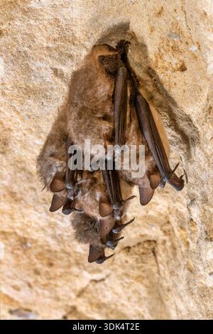 Geoffroy's bat (Myotis emarginata, Myotis emarginatus), hibernating in ...