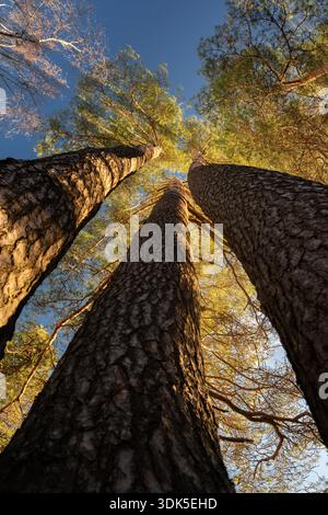 hard pines (Pinus Stock Photo - Alamy