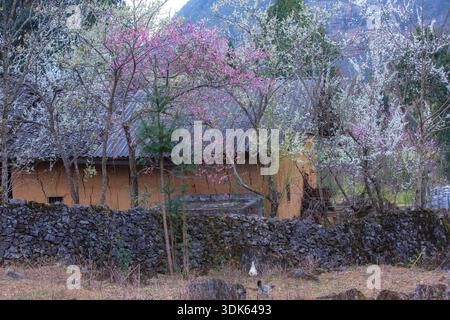 Landscape and everyday life of the Hmong people in Ha Giang, Vietnam ...
