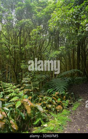 Path in Azorean forest with blue hydrangea flowers and rich green ...