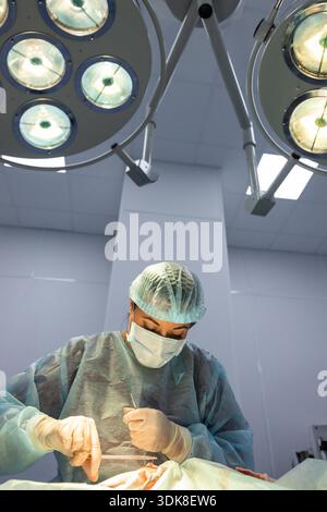 Veterinary surgery, operation, laparotomy concept. Closeup of cesarean ...