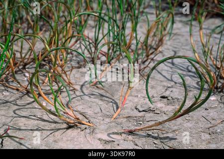 Coast barbgrass (Parapholis incurva), Graminaceae. Salty soil grass ...