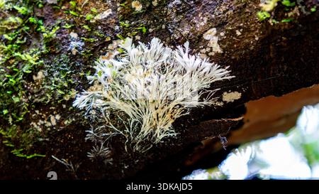 Mycelium on the tree. Mycelium (mycelia) a is a root-like structure of ...