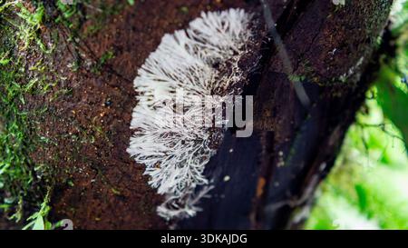 Mycelium on the tree. Mycelium (mycelia) a is a root-like structure of ...