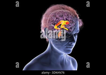 Ventricular system of the brain, illustration Stock Photo - Alamy