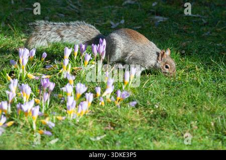 UK weather, 31 January 2026: On the last day of January a sunny morning ...