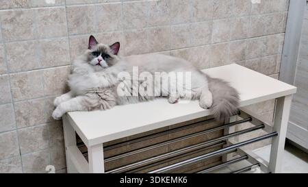 Ragdoll Cat Relaxing on a Table in Sunlight Stock Photo - Alamy