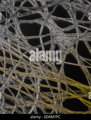 Tissue paper fibers under the microscope Stock Photo - Alamy