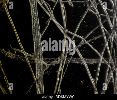 Tissue paper fibers under the microscope Stock Photo - Alamy