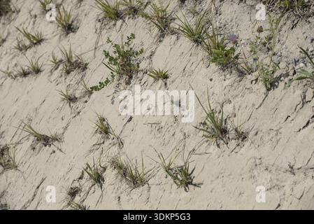 Loess, loess rock, sediment, sedimentary rock, Kaiserstuhl, soil, rock ...