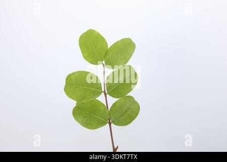 Fresh carob leaves isolated on white background. Top view. Flat lay ...