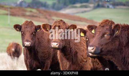Herd of Luing cattle outwintering on rough grazing near Otterburn in ...