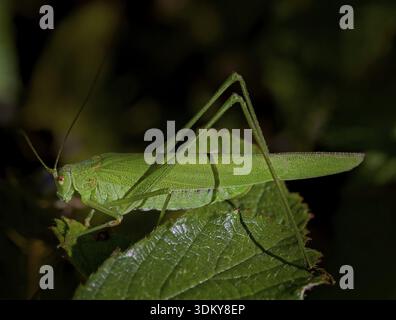 Phaneroptera falcata - Common Sickle Bush-cricket - Gemeine ...