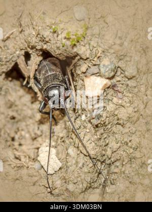 Field cricket 'Gryllus campestris' nymph Stock Photo - Alamy