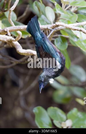 Tui (Prosthemadera novaeseelandiae), Stewart Island, New Zealand ...