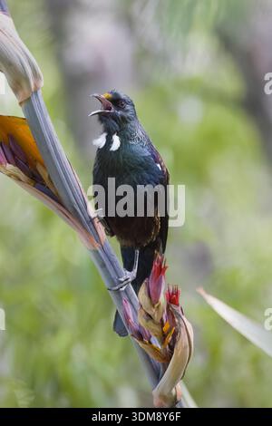 New Zealand Tui perched in a tree surveying its land, Wellington Stock ...