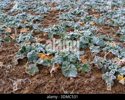 Farming under frost. Franqueville, France, January 29, 2026. Photo by ...