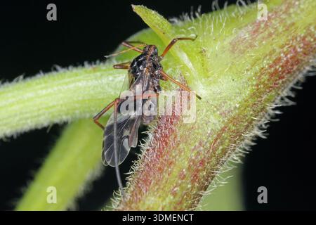 Variegated Oak Aphid (Lachnus roboris Stock Photo - Alamy