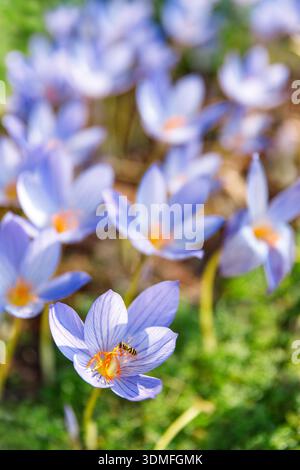 Colorful purple crocus flowers blooming on a sunny Spring day in the ...