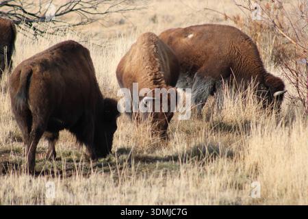 American bison grazing in prairie with badlands in background Stock ...