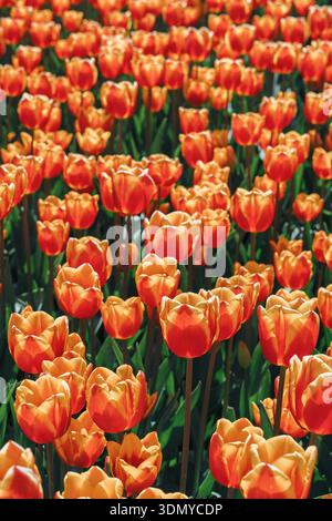 Vertical full-frame background of dense, vibrant green Melissa ...