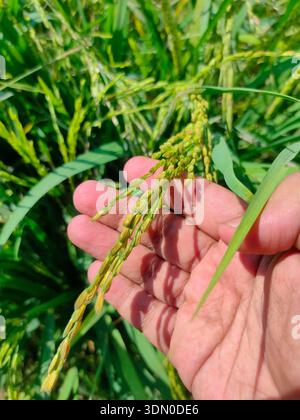 Hand holding ripe rice stalks in a paddy field during golden hour Stock ...