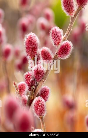 Catkins. Salix. Pink winter catkins of Salix gracilistyla Mount Aso, a ...