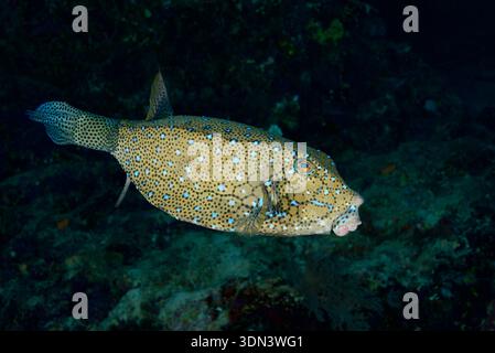 Yellow boxfish (Ostracion cubicus), Cube boxfish, Common boxfish, Red ...